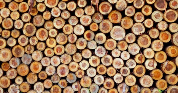 Characteristics of Good Timber